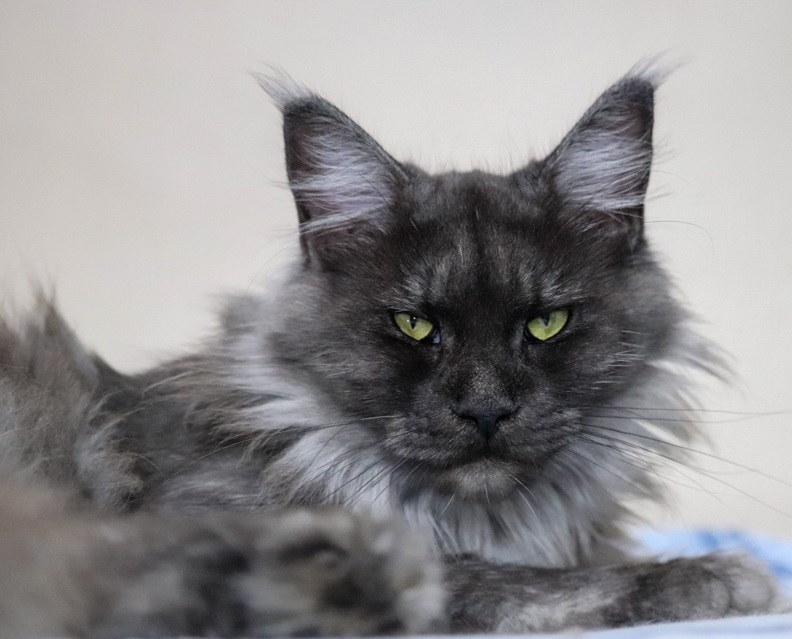Quanto Custa Um Gato Maine Coon - Dibujos Cute Para Imprimir